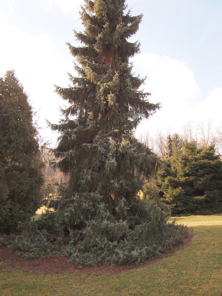 Weeping Serbian Spruce (Picea omorika 'Pendula') in the Spruces ...