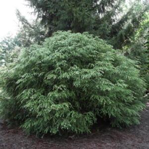 Chinese Hemlock (Tsuga chinensis var. robusta) - Garden.org