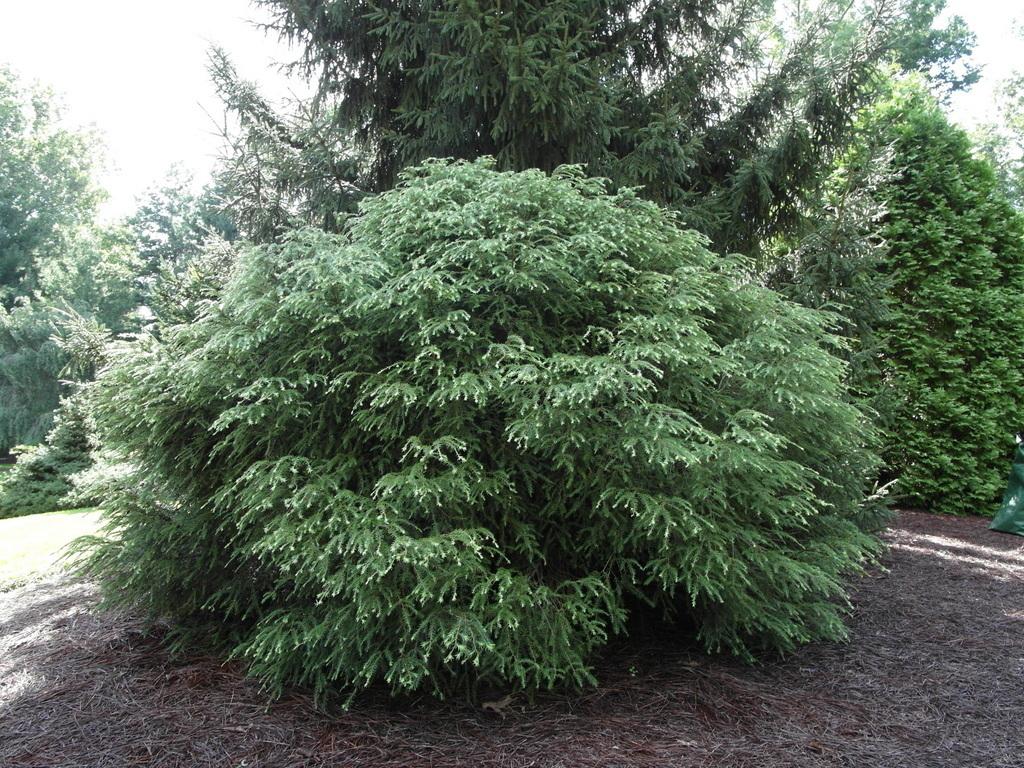 Chinese Hemlock (Tsuga chinensis var. robusta) - Garden.org