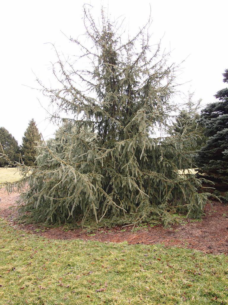 White Spruce (Picea glauca 'Fort Ann') in the Spruces Database - Garden.org
