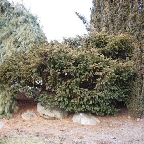 Japanese Yew (Taxus cuspidata 'Prostrata') - Garden.org