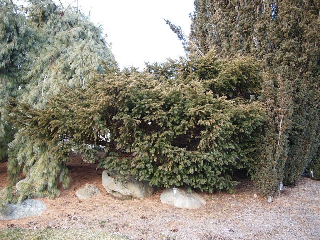 Japanese Yew (Taxus cuspidata 'Prostrata') - Garden.org