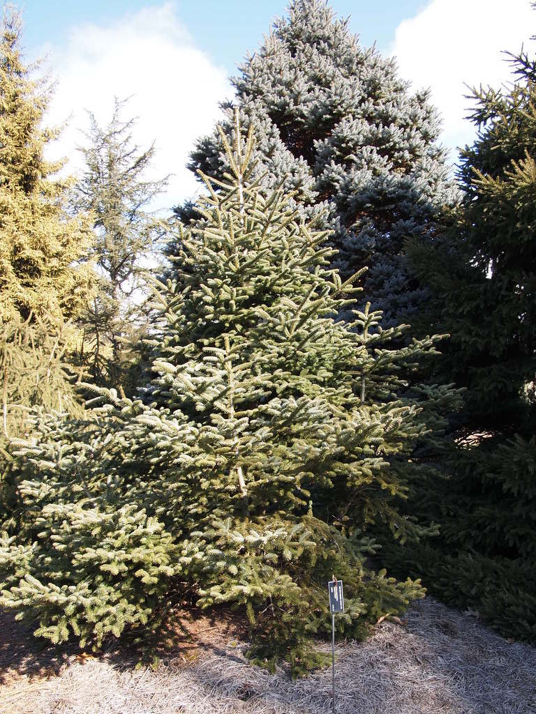 Greek Fir (Abies cephalonica 'Meyer's Dwarf') - Garden.org