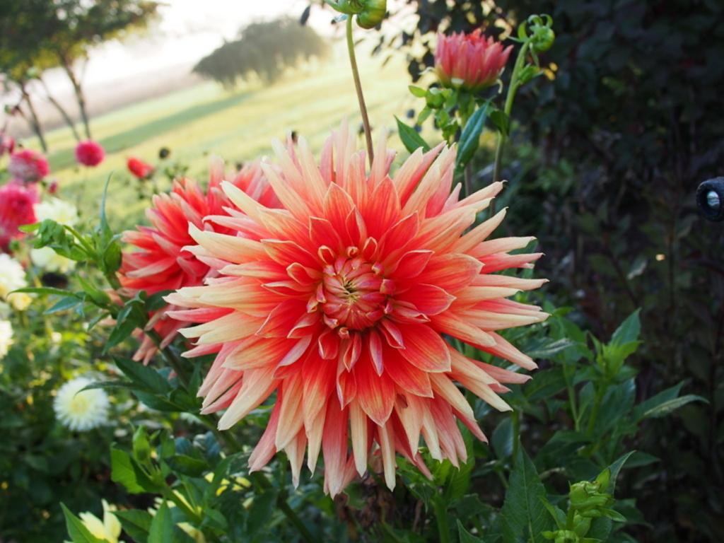 Photo of the entire plant of Dahlia 'Island Flare' posted by ...