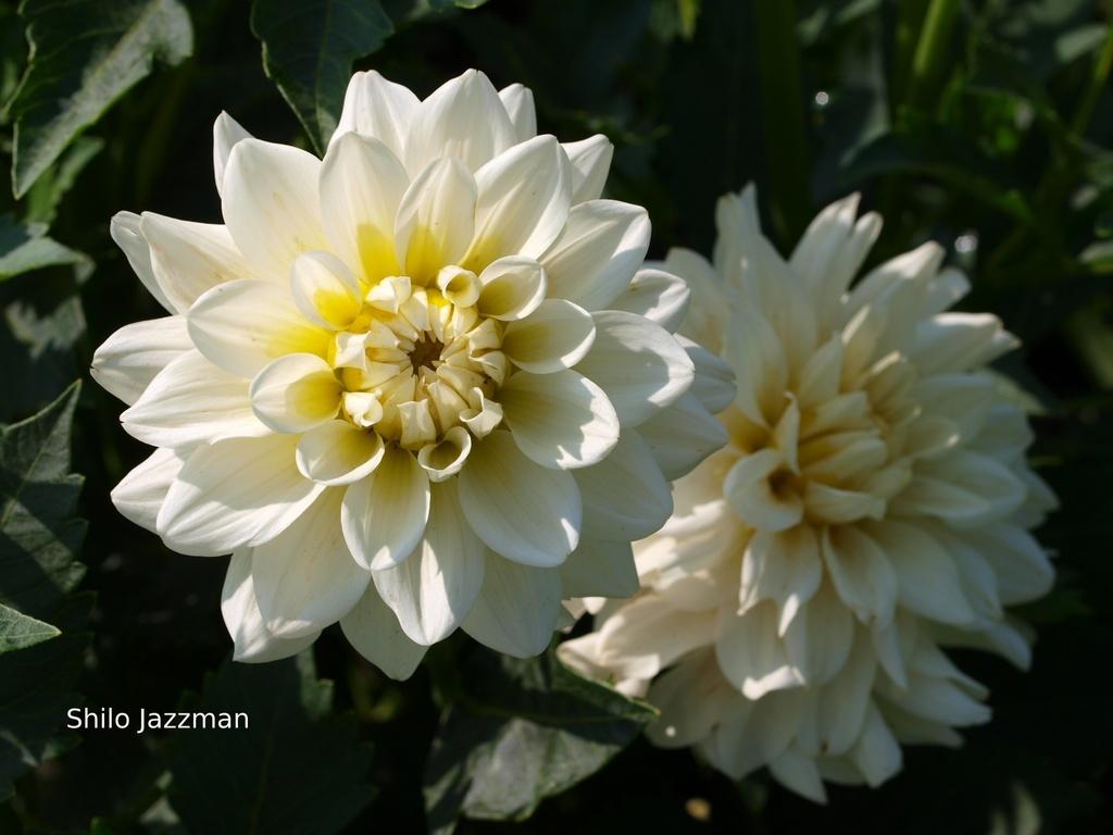 Photo of the entire plant of Dahlia 'Shilo Jazzman' posted by ...