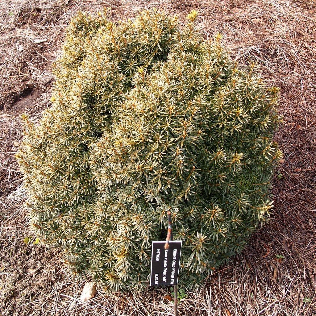 Japanese Yew (Taxus cuspidata 'Bright Gold') - Garden.org