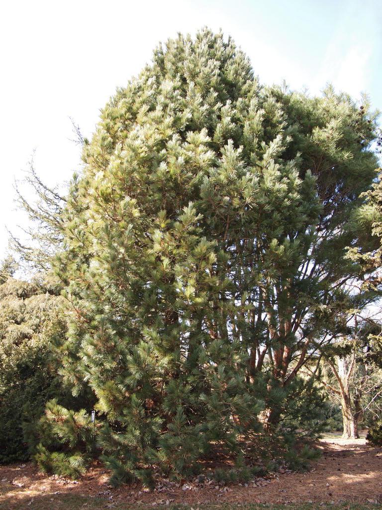 Swiss Stone Pine (Pinus cembra 'Compacta') - Garden.org