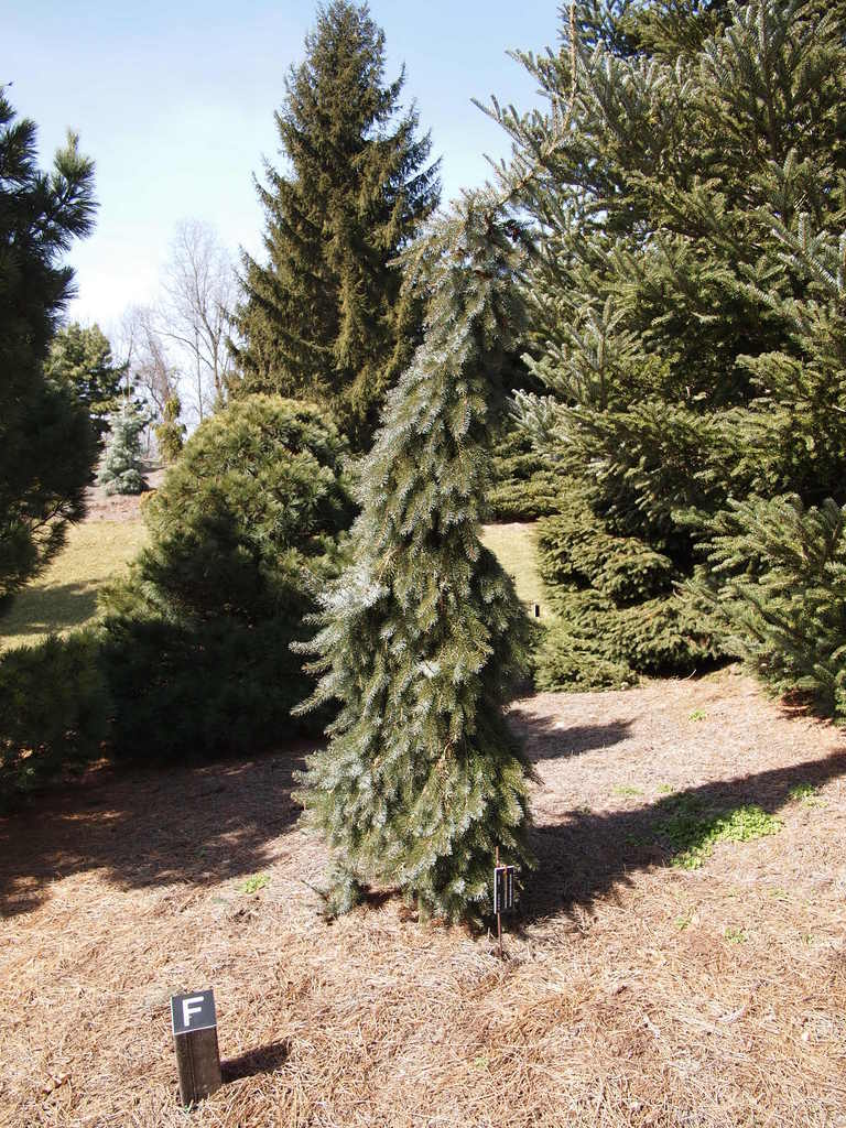 Photo of the entire plant of Weeping Serbian Spruce (Picea omorika ...