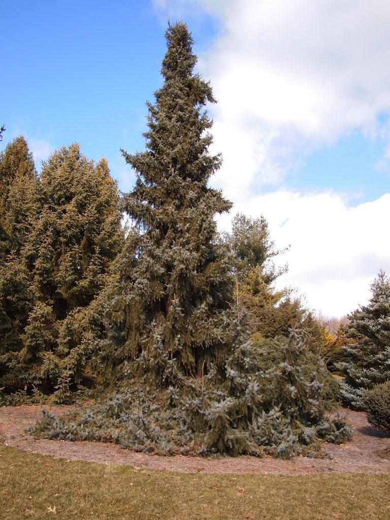 Serbian Spruce (Picea omorika 'Berliner's Weeper') in the Spruces ...