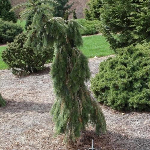 Weeping Serbian Spruce (Picea omorika 'Pendula Bruns') in the Spruces ...