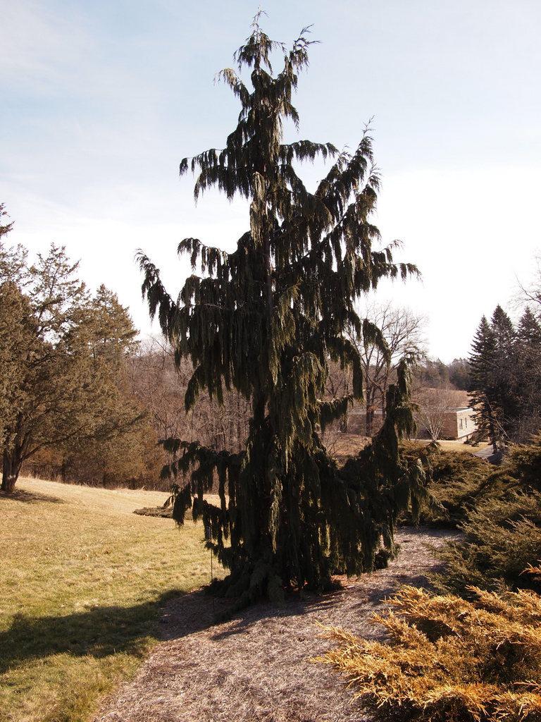 Photo of the entire plant of Weeping Alaska Cedar (Xanthocyparis ...
