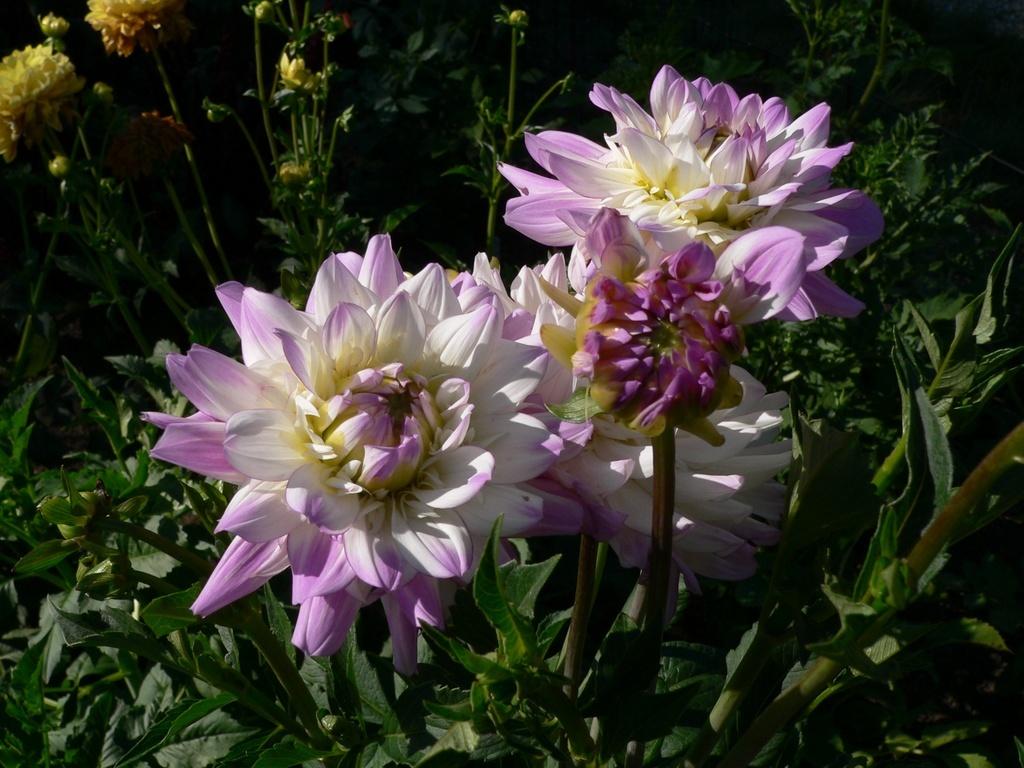 Photo of the entire plant of Dahlia 'Victoria Ann' posted by ...