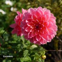Photo of the entire plant of Dahlia 'Excentric' posted by ...