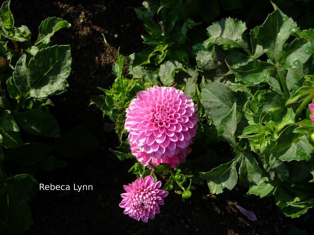 Photo of the entire plant of Dahlia 'Rebecca Lynn' posted by ...