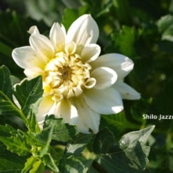 Photo of the entire plant of Dahlia 'Shilo Jazzman' posted by ...