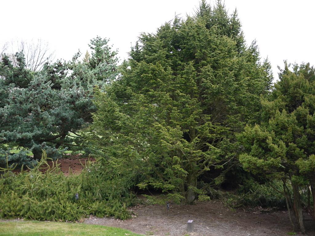Tsuga canadensis 'Stockman's Dwarf' - Garden.org
