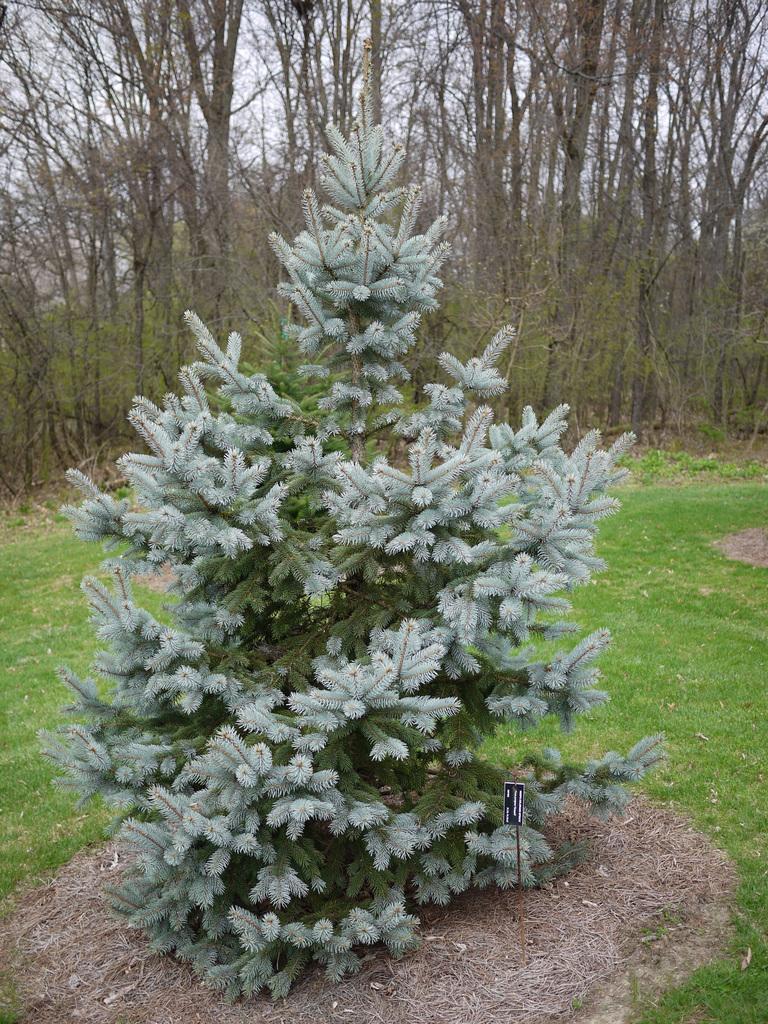 Photo of the entire plant of Blue Spruce (Picea pungens 'Hoopsii ...