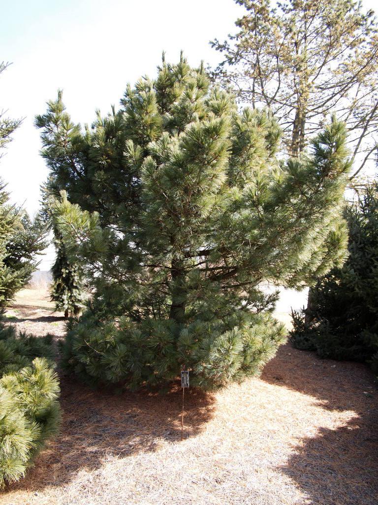 Eastern White Pine (Pinus strobus 'Compacta') - Garden.org