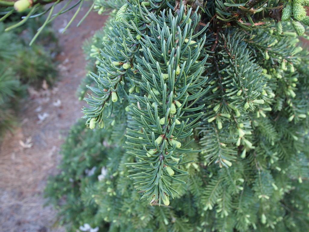 Noble Fir (Abies procera 'La Graciosa') - Garden.org