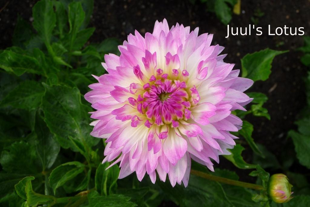 Dahlia 'Juul's Lotus' in the Dahlias Database - Garden.org