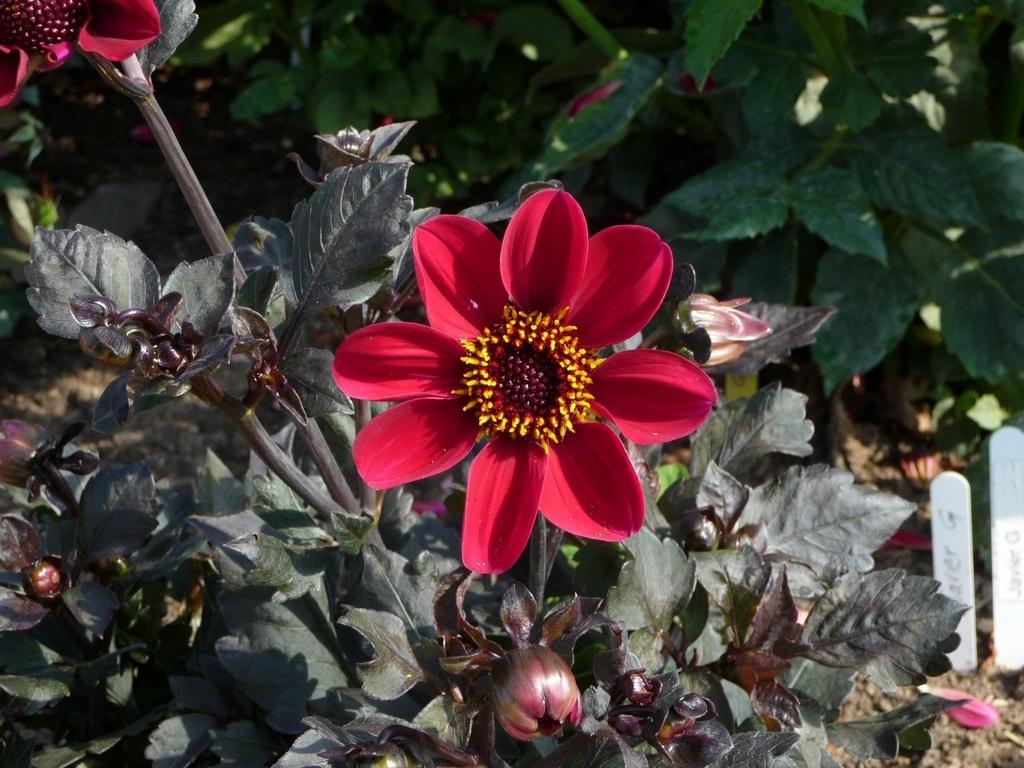 Photo of the entire plant of Dahlia Happy Single® Romeo posted by ...