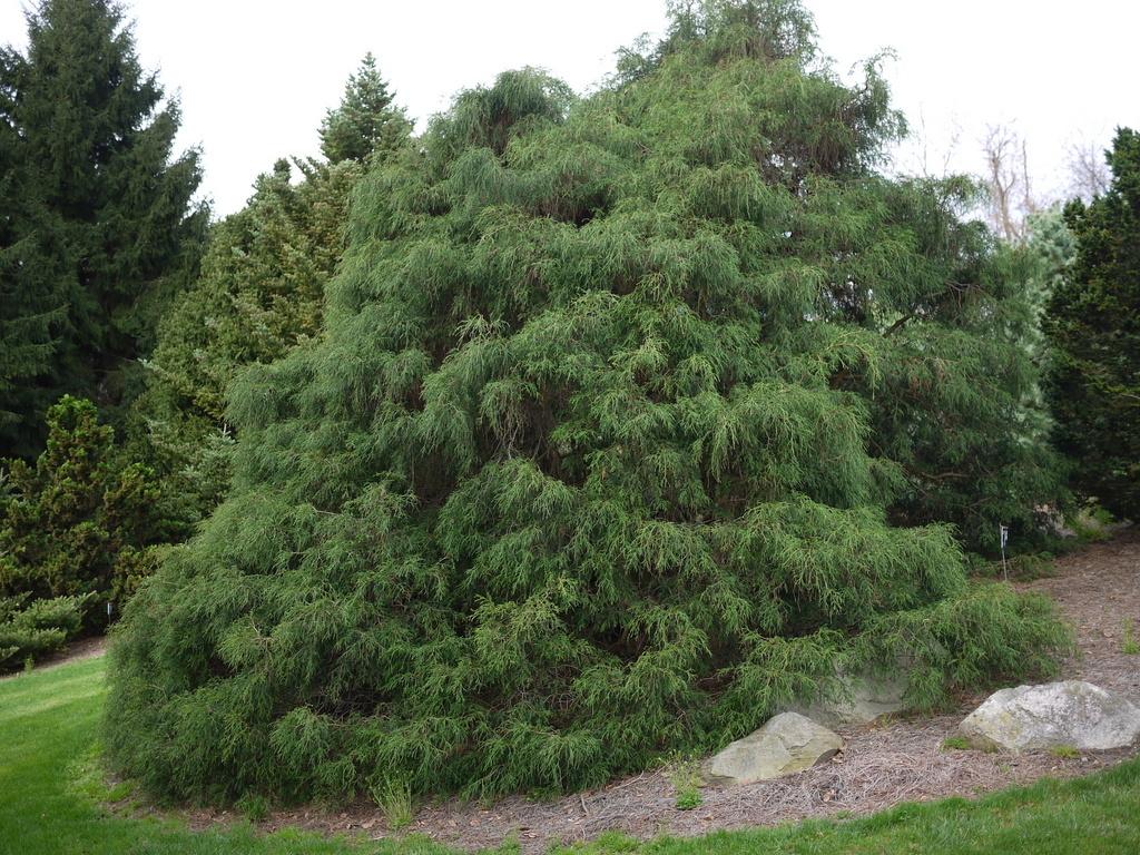 Photo of the entire plant of Sawara Cypress (Chamaecyparis pisifera ...