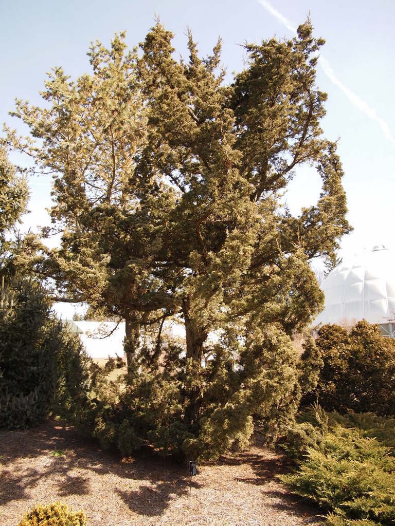 Photo of the entire plant of Chinese Juniper (Juniperus chinensis ...
