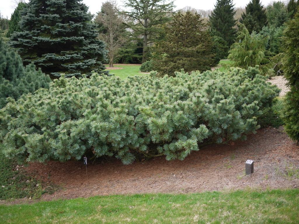 Photo of the entire plant of Japanese Stone Pine (Pinus pumila 'Glauca ...