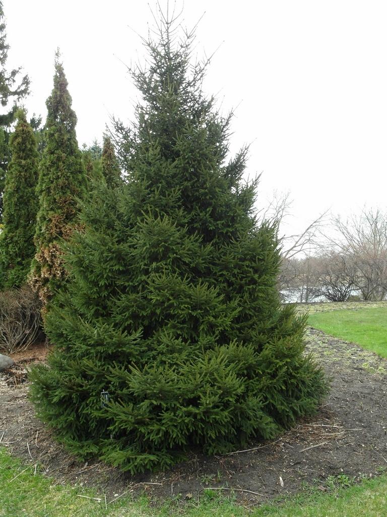 Oriental Spruce (Picea orientalis 'Nigra') in the Spruces Database ...
