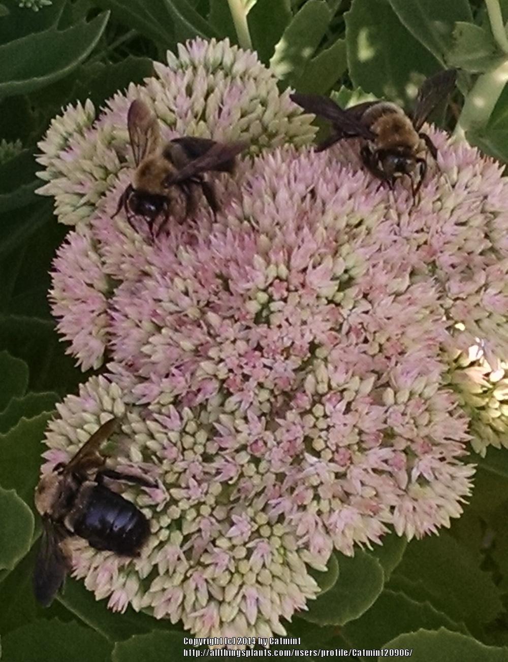 Photo of the closeup of buds, sepals and receptacles of Stonecrop ...