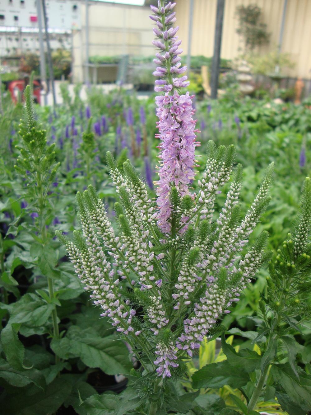 Speedwell (Veronica 'Bicolor Explosion') in the Veronicas Database ...