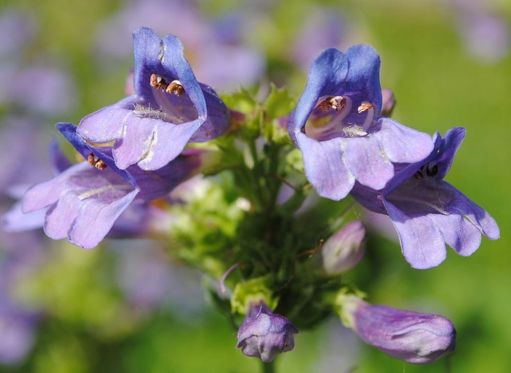 Penstemons: Plant Care and Collection of Varieties - Garden.org