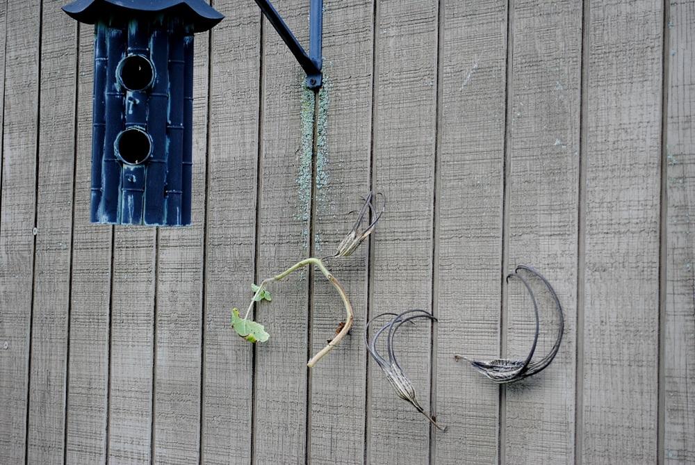 Photo of the seed pods or heads of Devil's Claw (Proboscidea parviflora ...