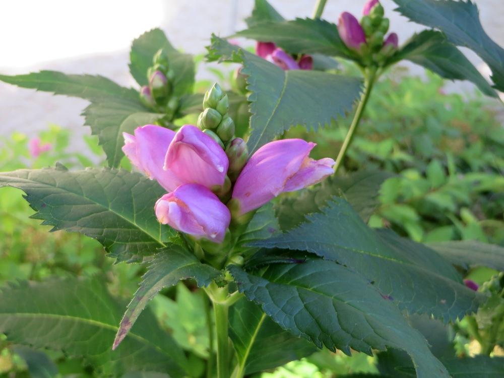 Photo of the bloom of Pink Turtlehead (Chelone lyonii 'Hot Lips ...