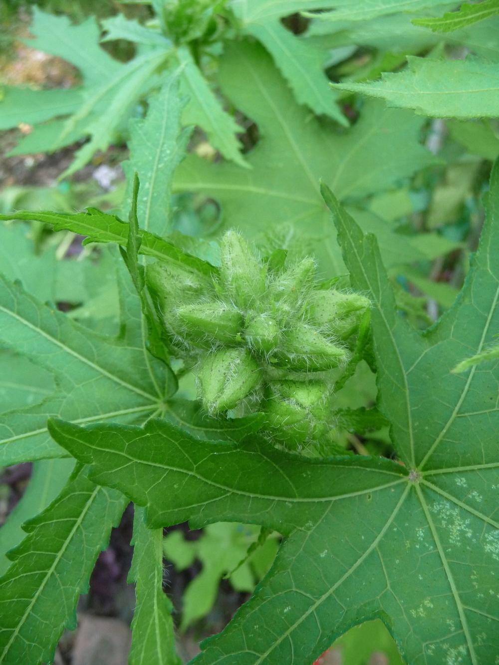 Photo of the closeup of buds, sepals and receptacles of Sunset Hibiscus ...
