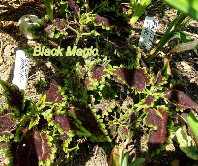 Coleus (Coleus scutellarioides 'Black Magic') in the Coleus Database ...