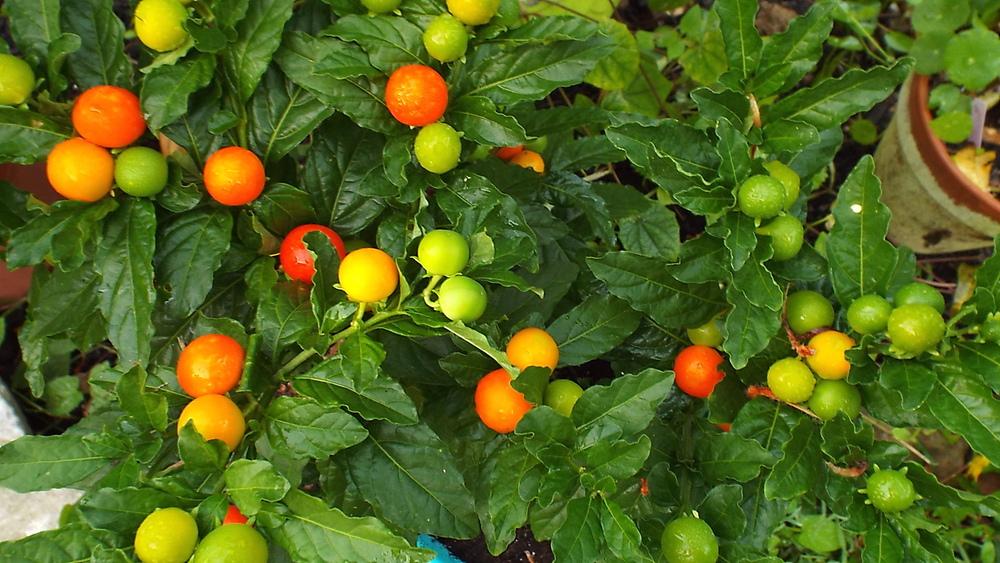 Photo of the entire plant of Jerusalem Cherry (Solanum pseudocapsicum ...