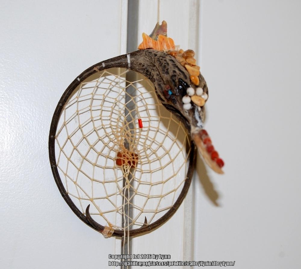 Photo of the seed pods or heads of Devil's Claw (Proboscidea parviflora ...