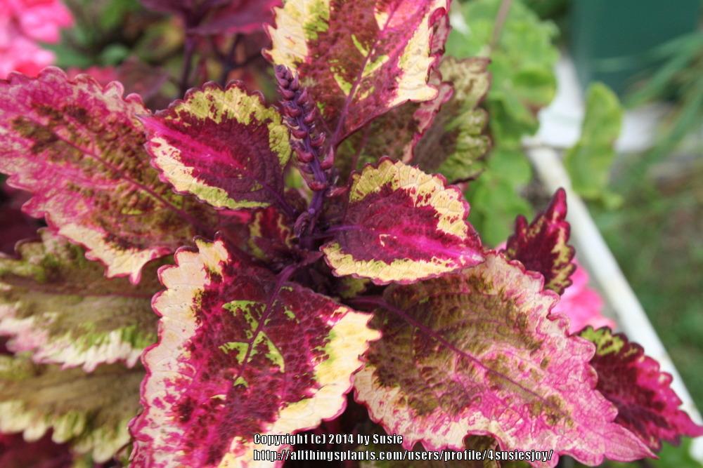 Photo of the leaves of Coleus (Coleus scutellarioides 'Roaring Fire ...