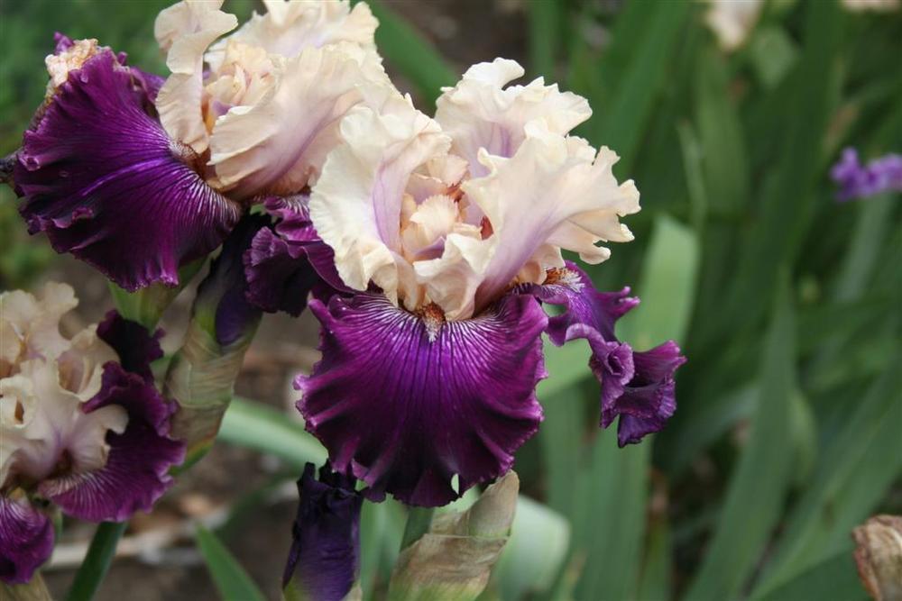 Photo of the bloom of Tall Bearded Iris (Iris 'Gates of Rome') posted ...