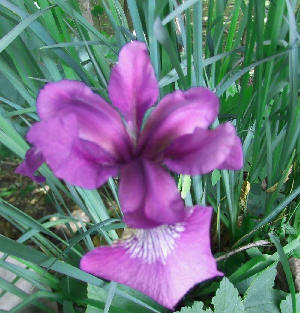 Little evergreen trees to go around iris without blocking the sun. in ...