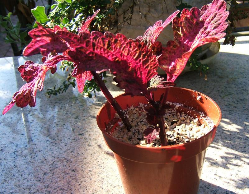 Coleus (Coleus scutellarioides Florida City™ Elfers) in the Coleus ...