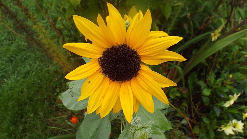 Silverleaf Sunflower (Helianthus argophyllus) - Garden.org