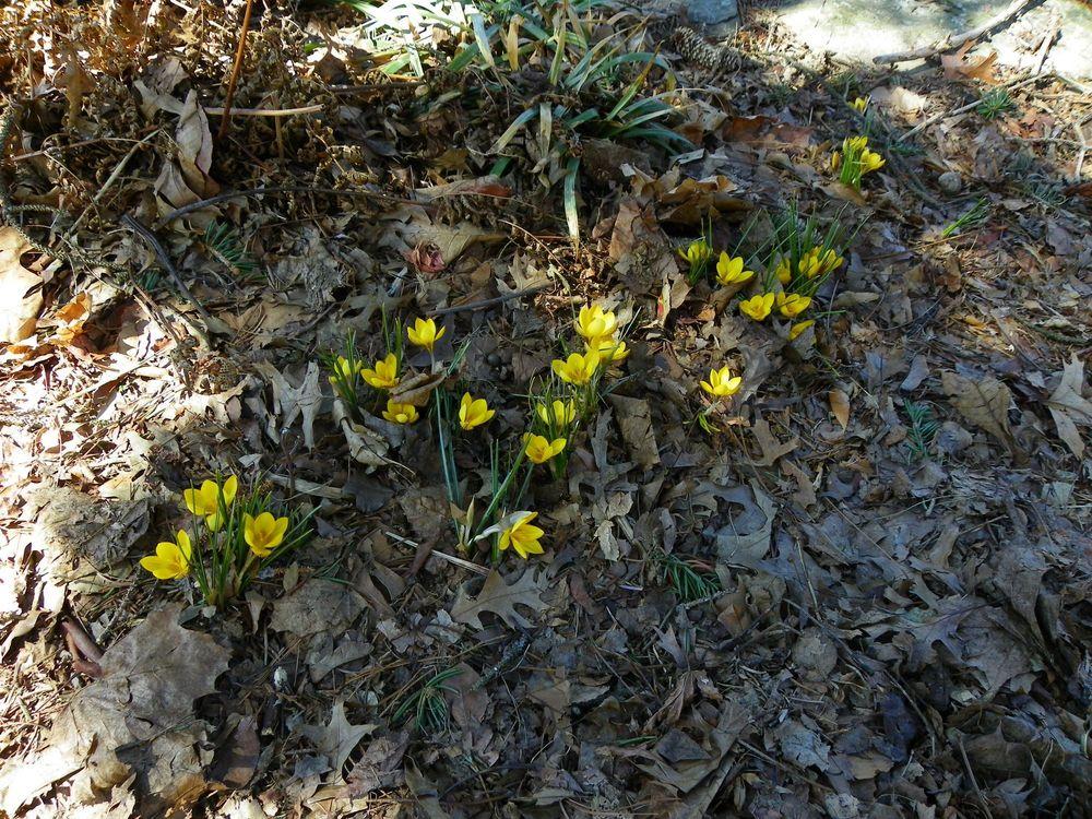Photo of the bloom of Snow Crocus (Crocus chrysanthus 'Fuscotinctus ...