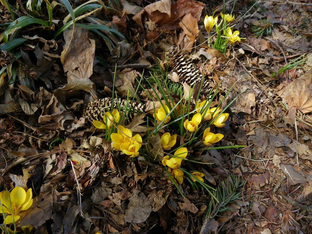 Photo of the leaves of Snow Crocus (Crocus chrysanthus 'Fuscotinctus ...