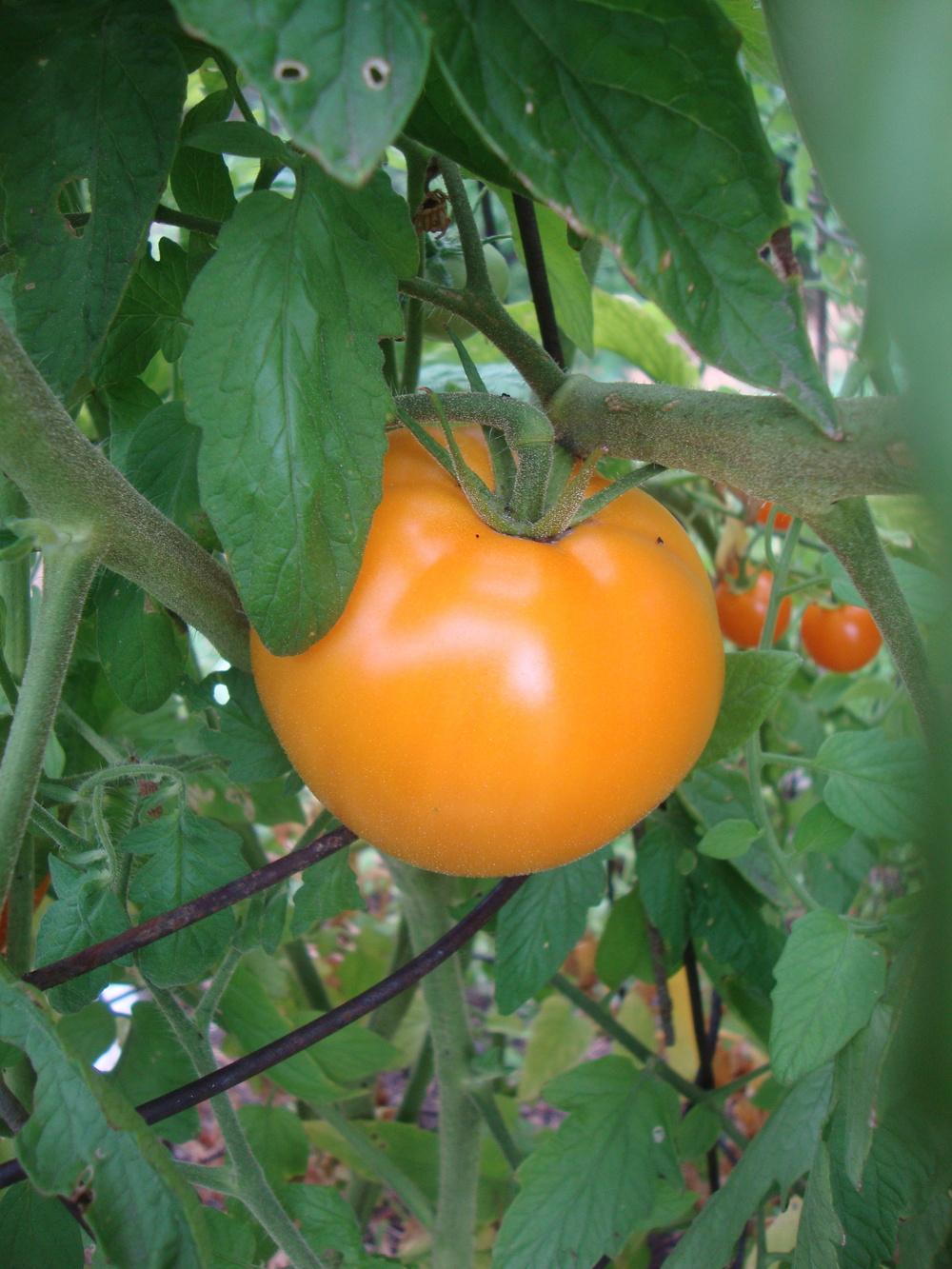 Photo of the fruit of Tomato (Solanum lycopersicum 'Orange Wellington ...