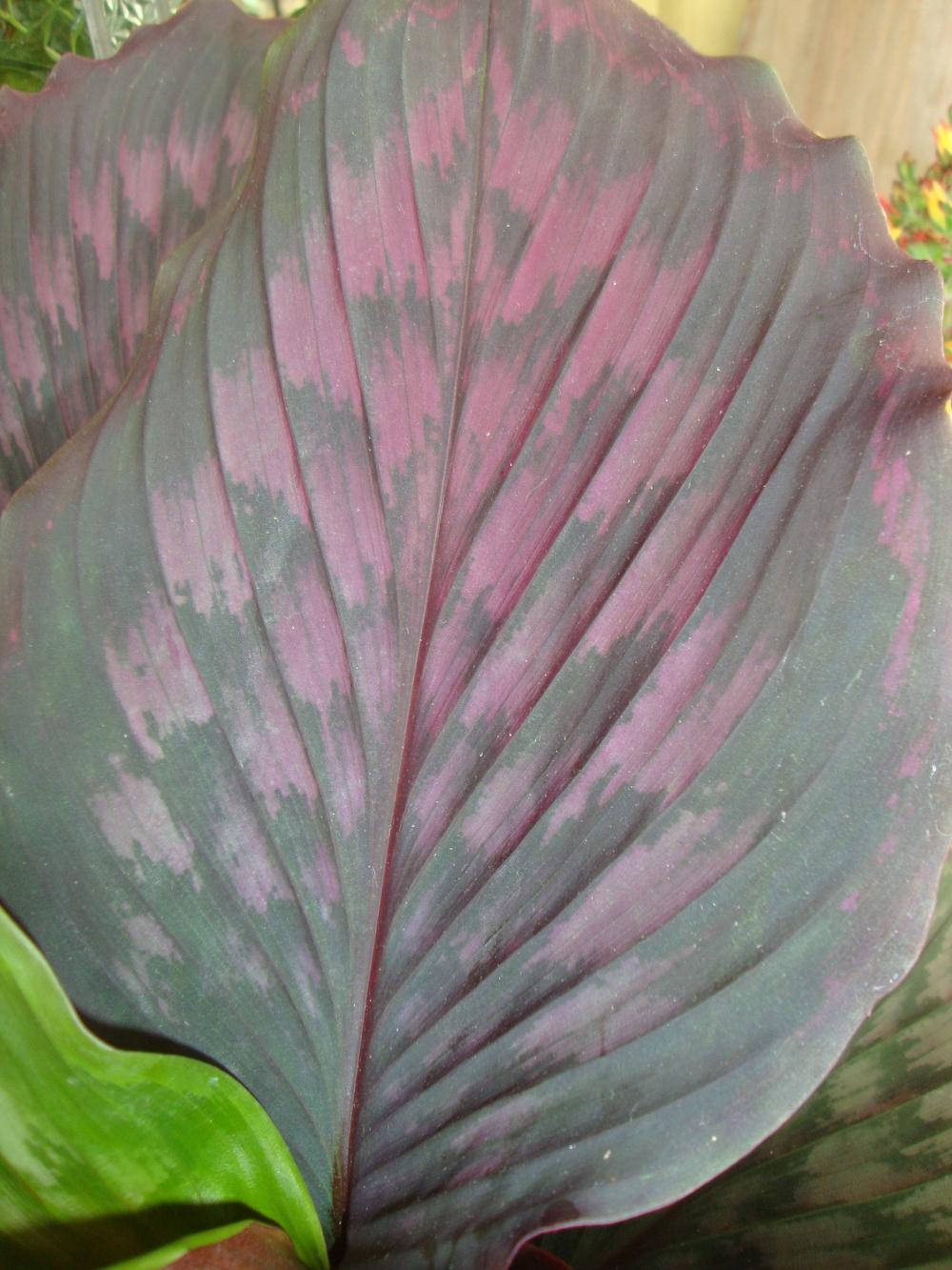 Peacock Ginger (Kaempferia 'Pink Lace') - Garden.org