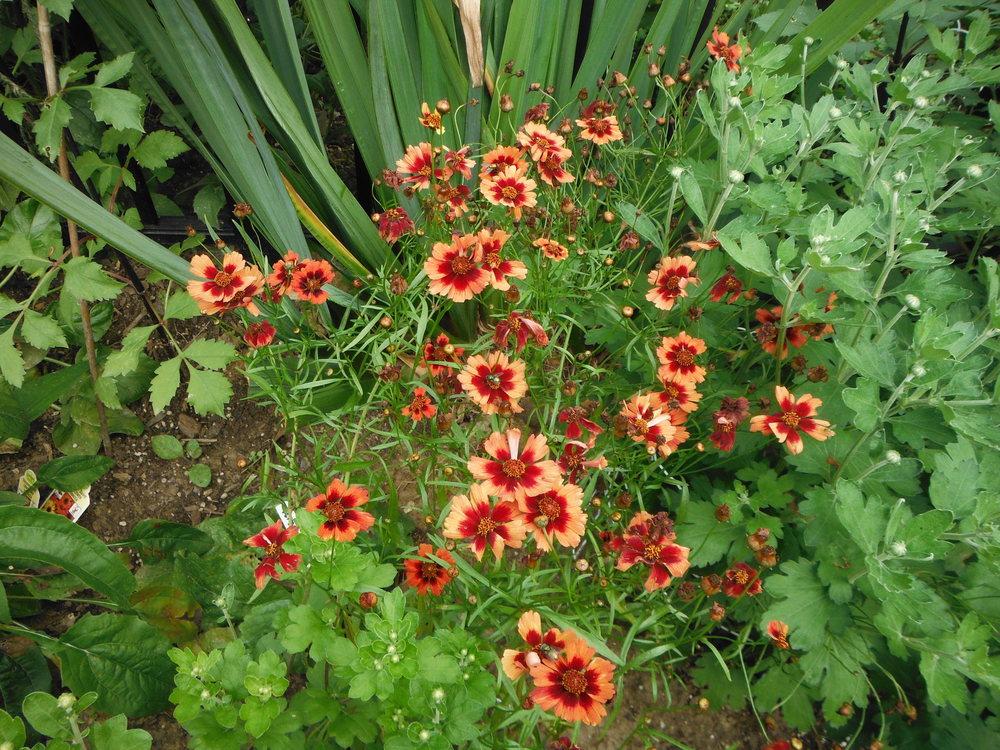 Photo of the bloom of Hybrid Tickseed (Coreopsis Hardy Jewel™ Desert ...