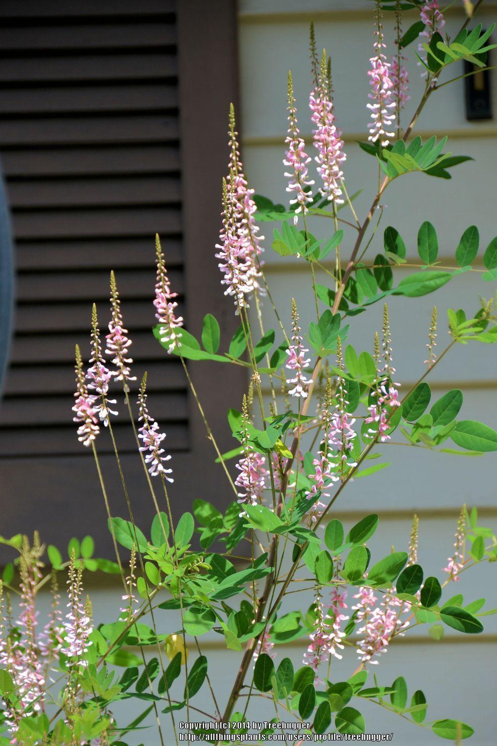 Pink-Flower Indigo (Indigofera amblyantha) - Garden.org