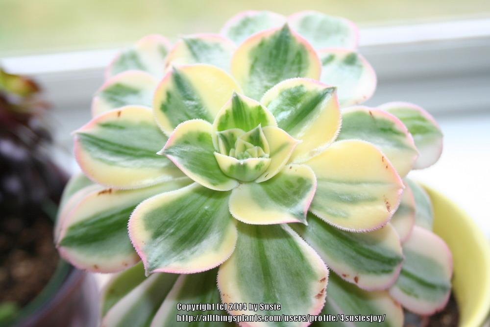 Aeoniums: Plant Care and Collection of Varieties - Garden.org
